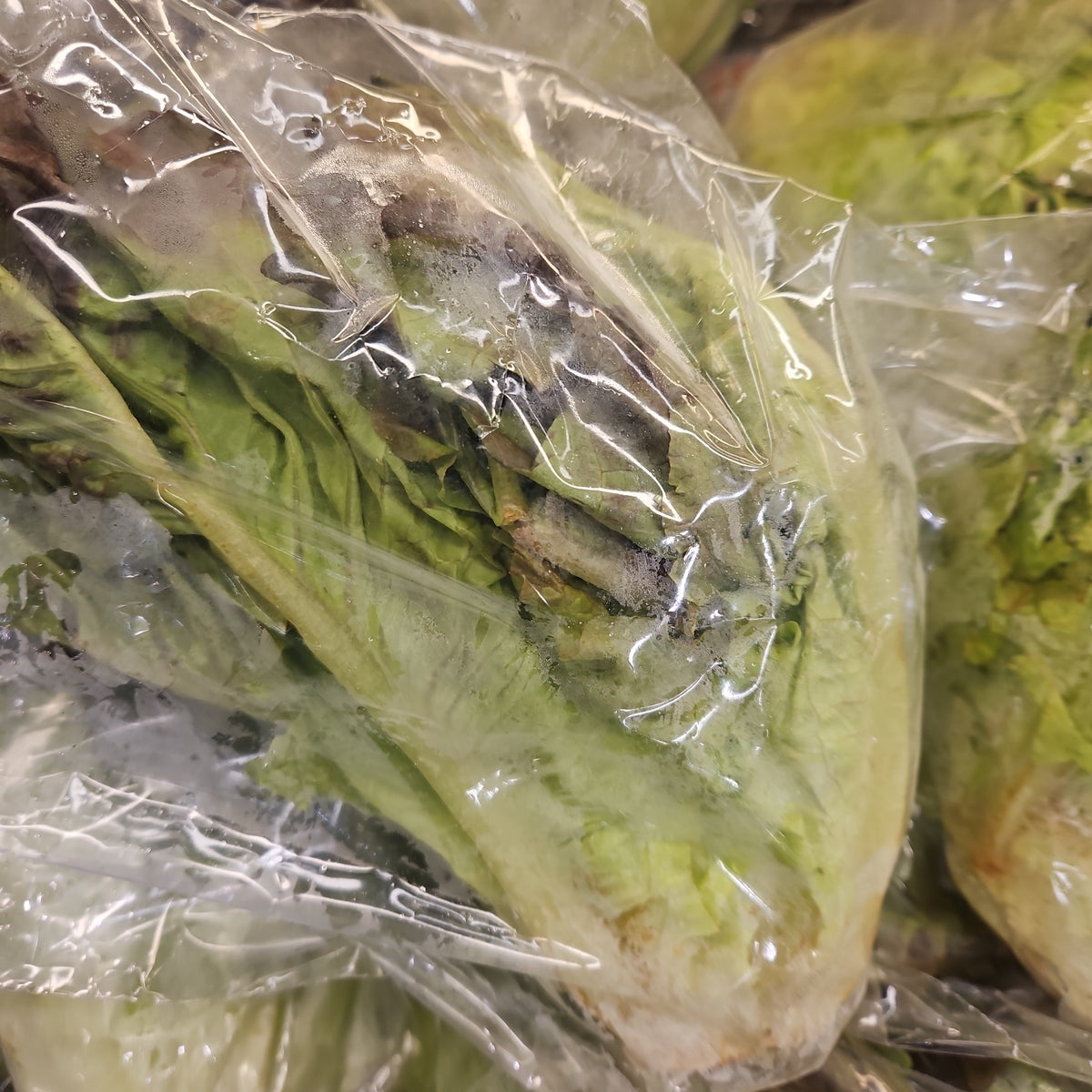 [Local Only] RED LEAF LETTUCE pack, 적상추 ea – MEGAMART | MegaKfood