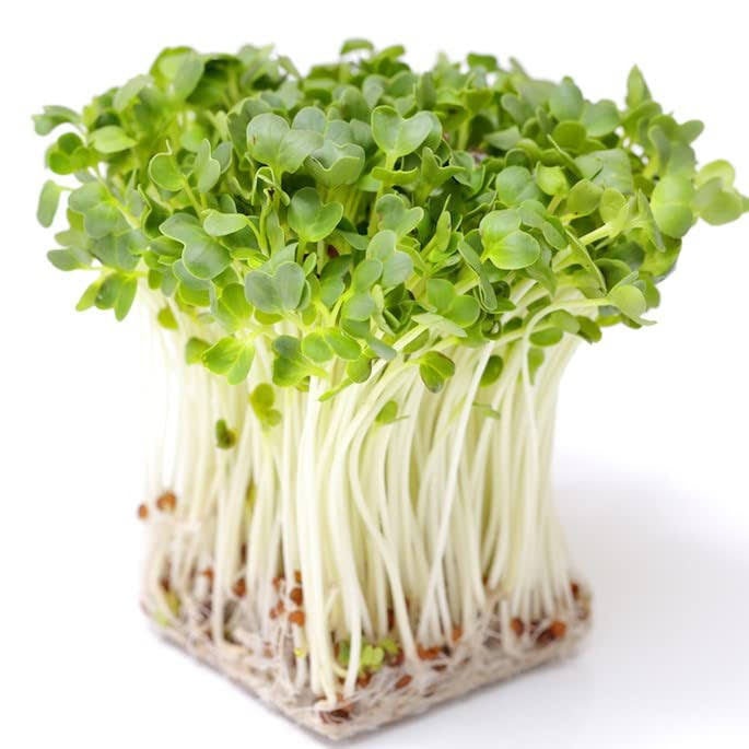 [Local Only] Radish sprouts 2.5 oz / 무순2.5 oz – MEGAMART | MegaKfood